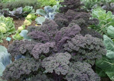 The Cole Crops: Delicious, Nutritious, Beautiful Staples of the Cool ...