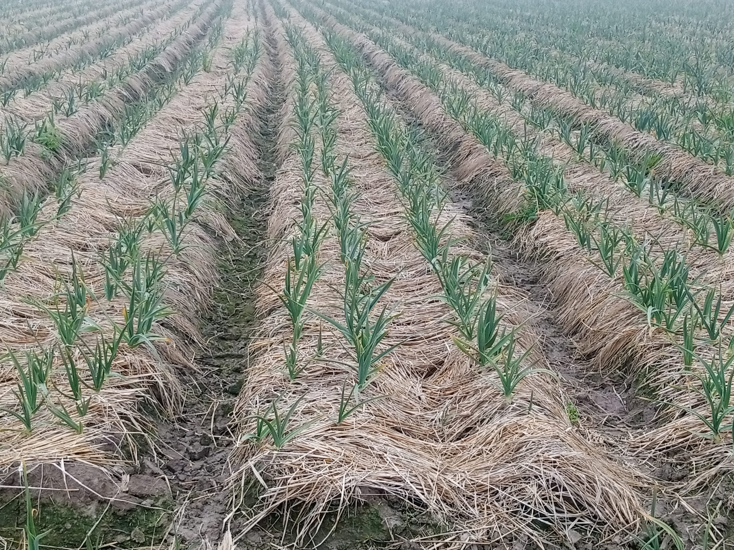 Narc G1 Garlic Seeds Pakistan G1 Garlic Seeds For Sales Narc G1 Garlic Seeds Pakistan G1 Garlic Seeds For Sales