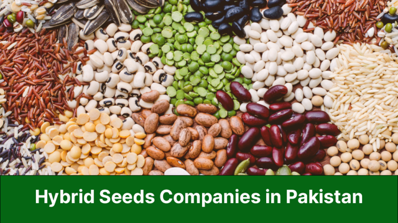 Hybrid Seeds Companies in Pakistan - Agribusiness Pakistan