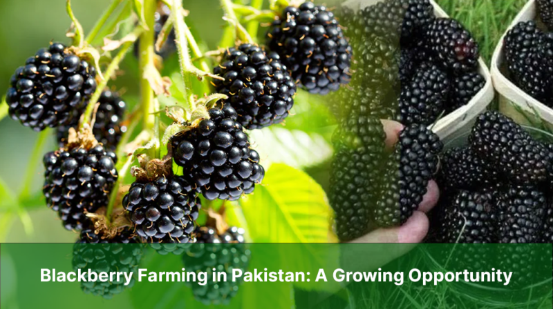 Blackberry Farming -A Growing Opportunity - Agribusiness Pakistan
